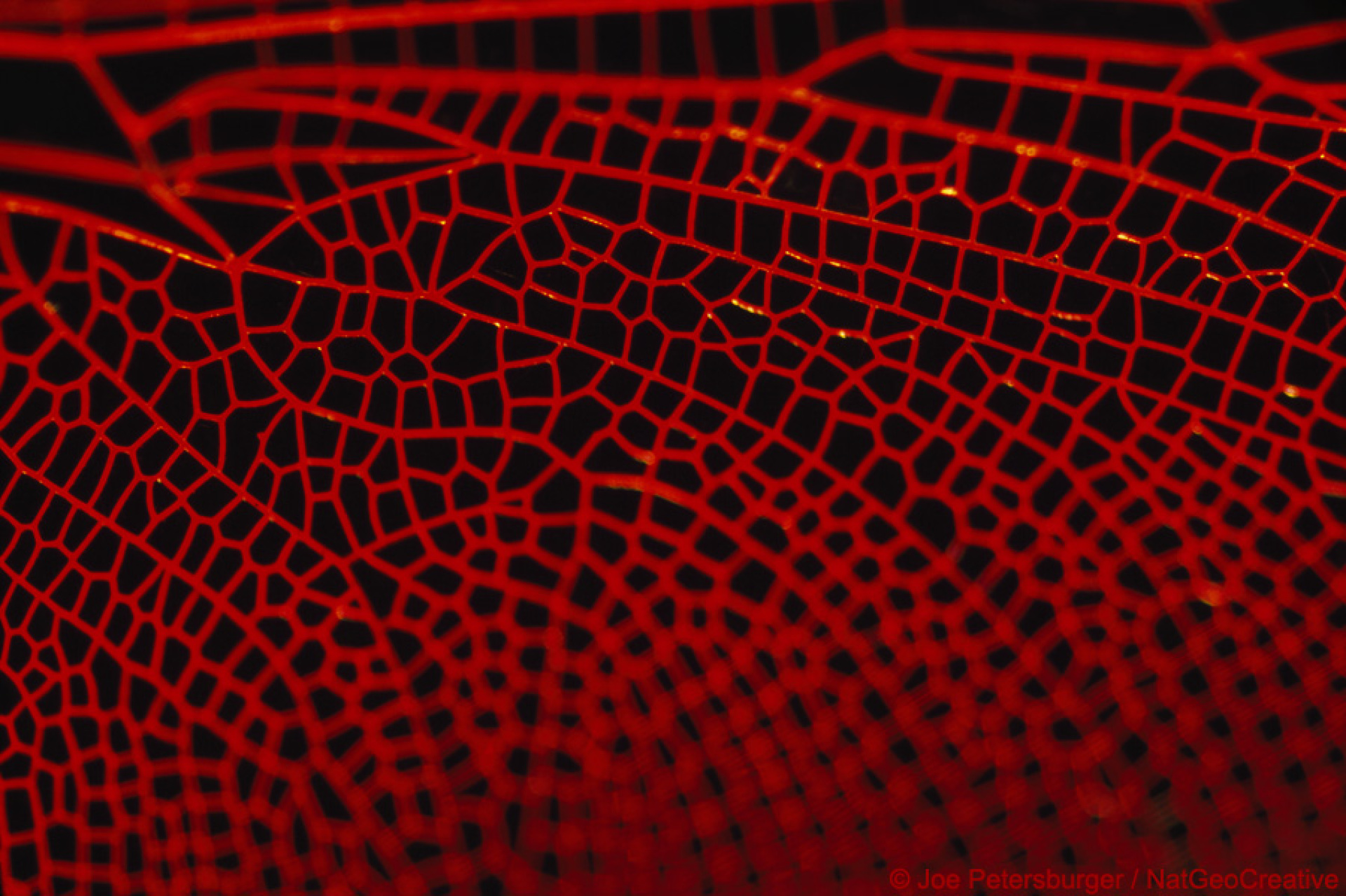 RED LACE